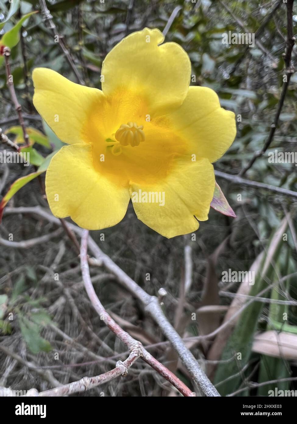 Vertical close-up shot of a gelsemium flower Stock Photo - Alamy