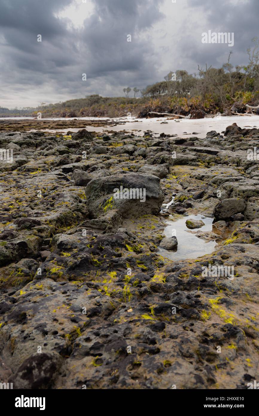 Vertical shot of wet stones on the beach in the background of trees in ...