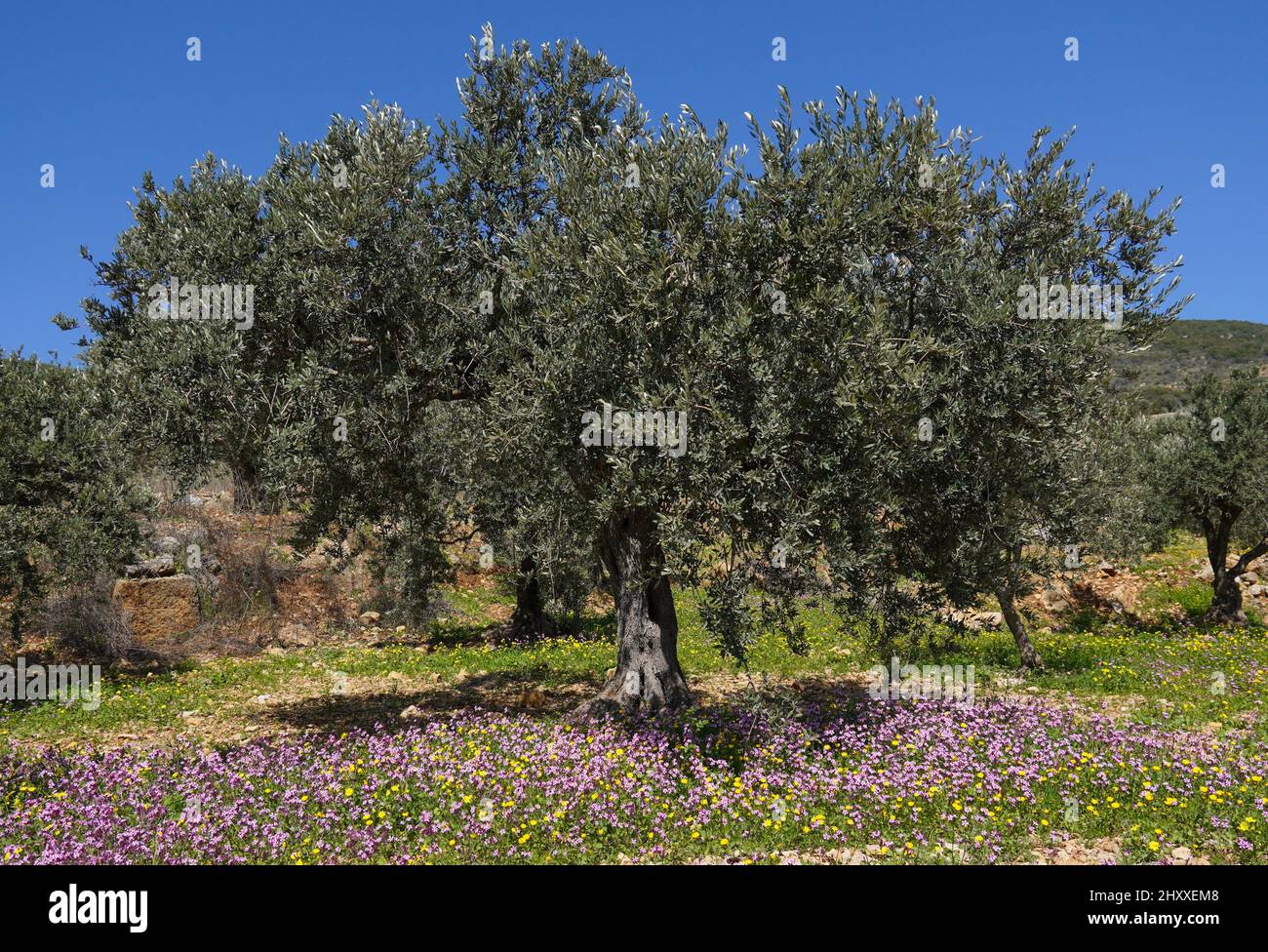 View of a beautiful garden with olive trees and wild flowers growing in ...