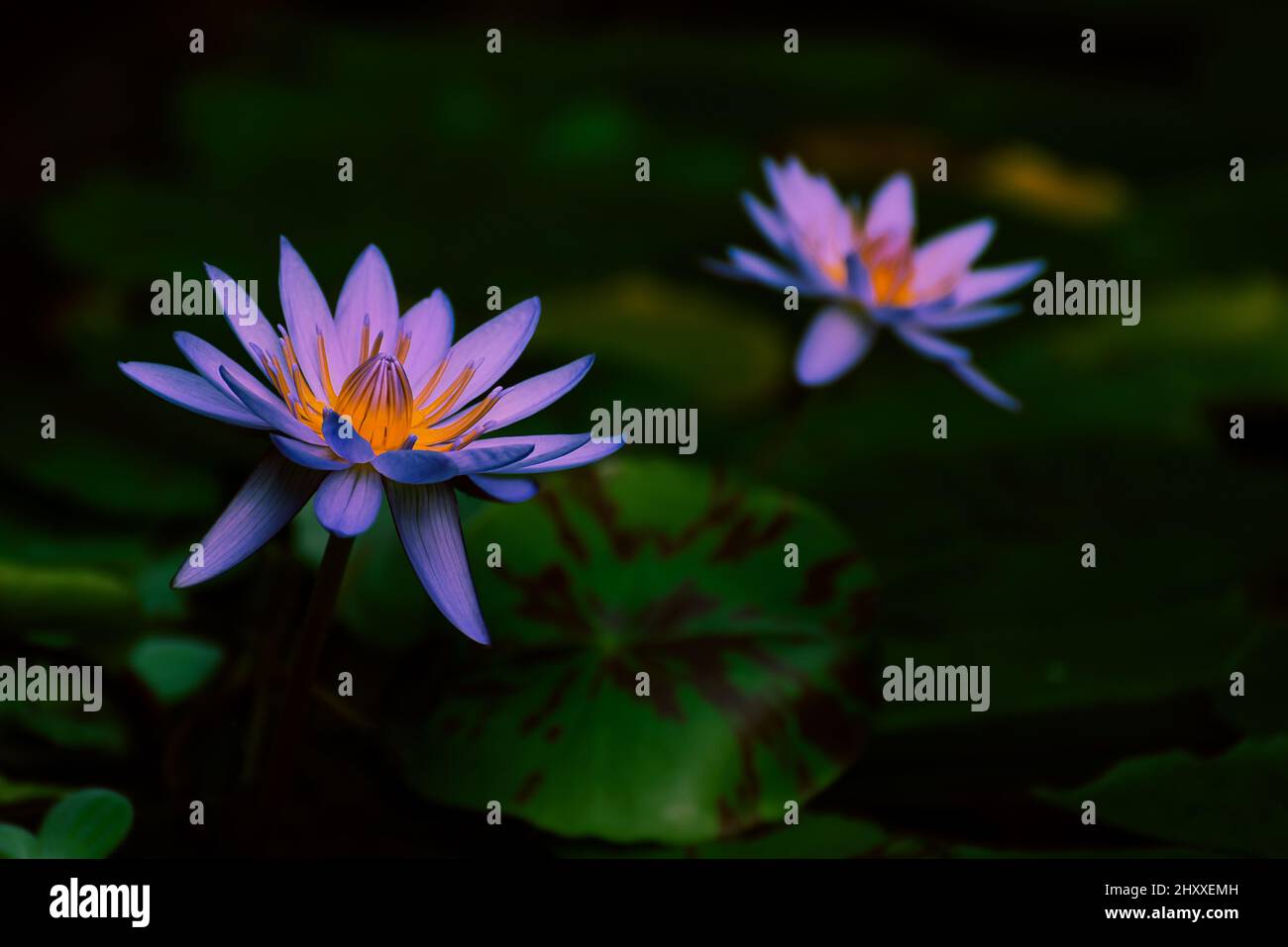 Closeup of a vibrant violet Water Lily against a dark background Stock ...