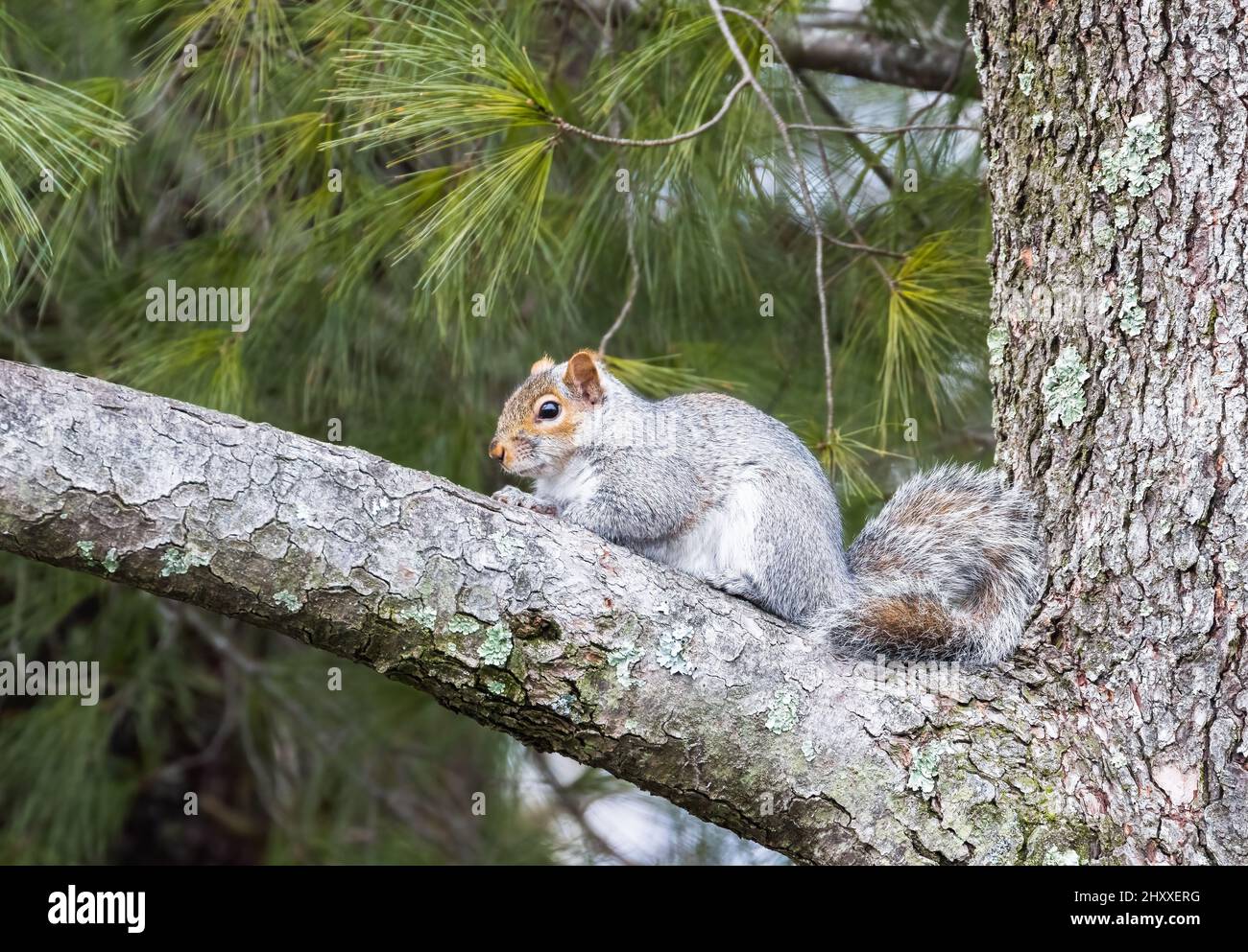 Closeup of a cute little grey squirrel sitting on the tree branch Stock ...