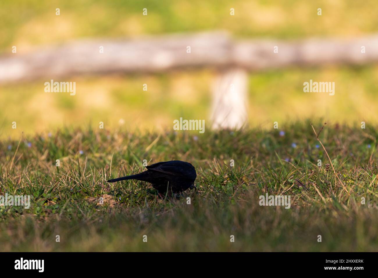 A rear view of a common blackbird (Turdus merula) standing on the grass ...