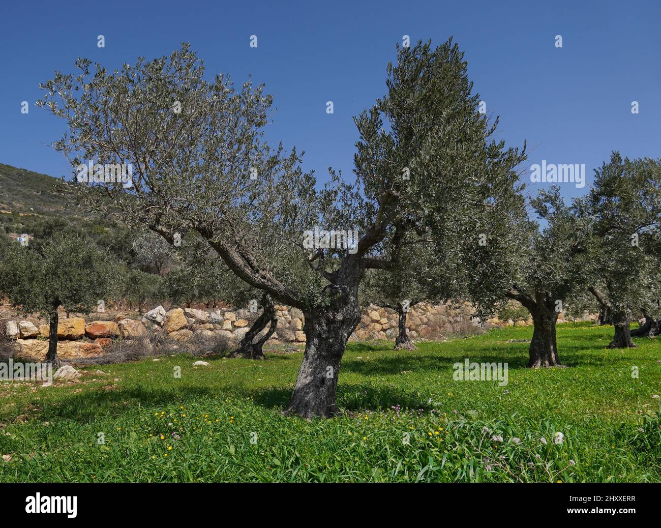 View of a beautiful garden with olive trees growing in Galilee, Israel ...