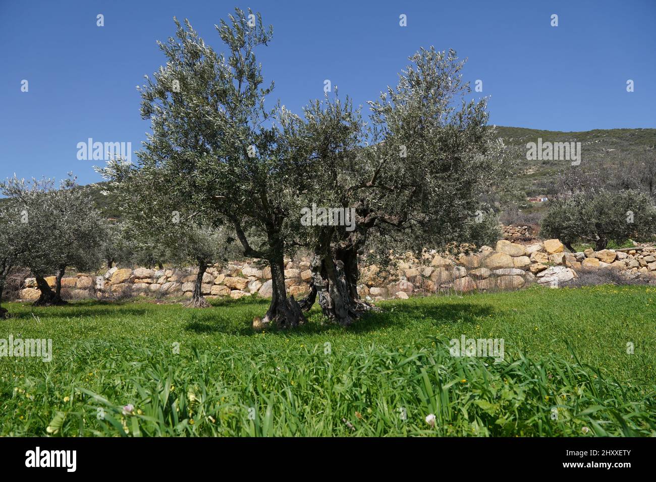 View of a beautiful garden with olive trees growing in Galilee, Israel ...