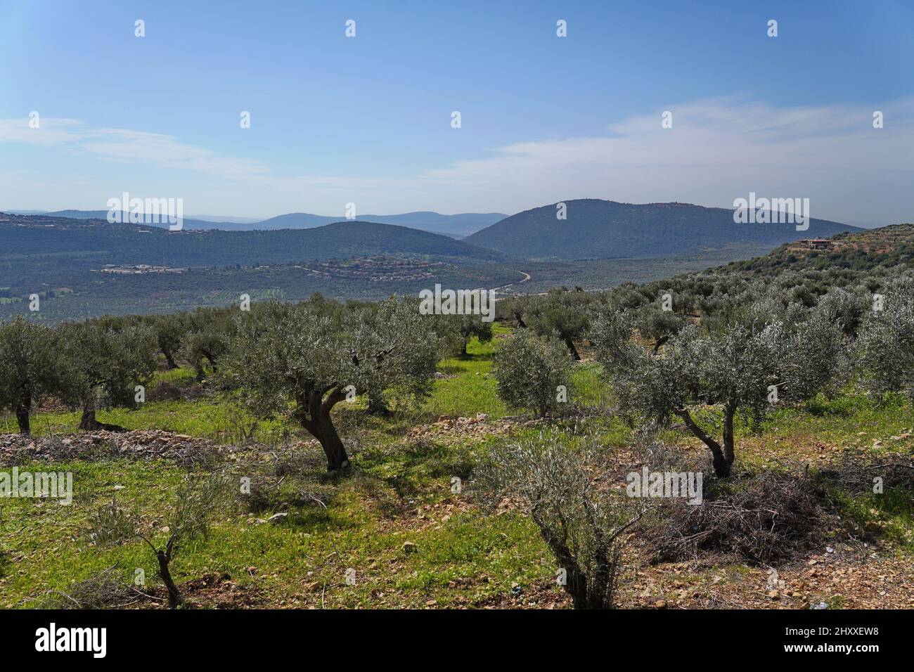 View of a beautiful garden with olive trees growing in Galilee, Israel ...