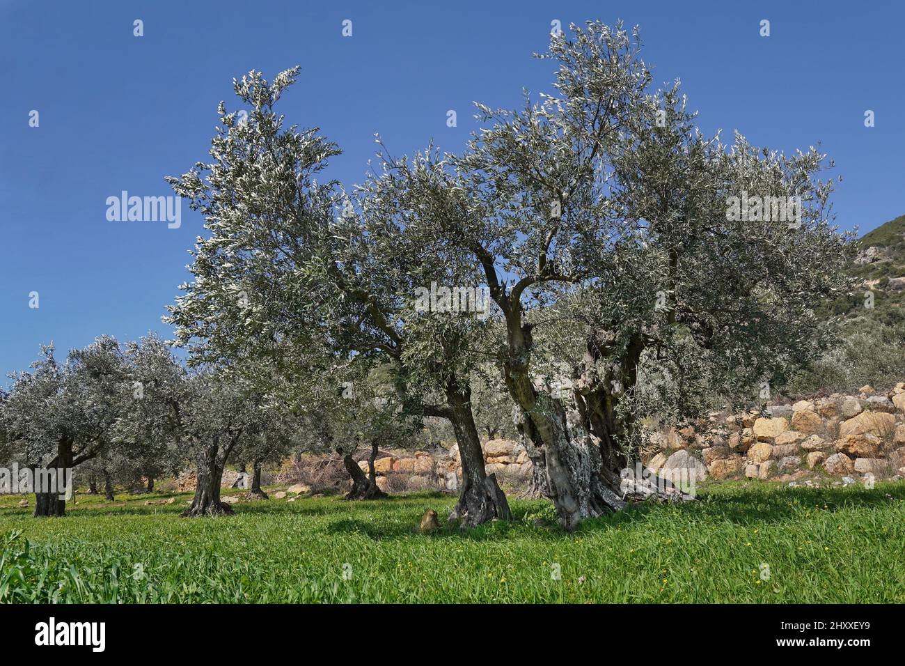 View of a beautiful garden with olive trees growing in Galilee, Israel ...