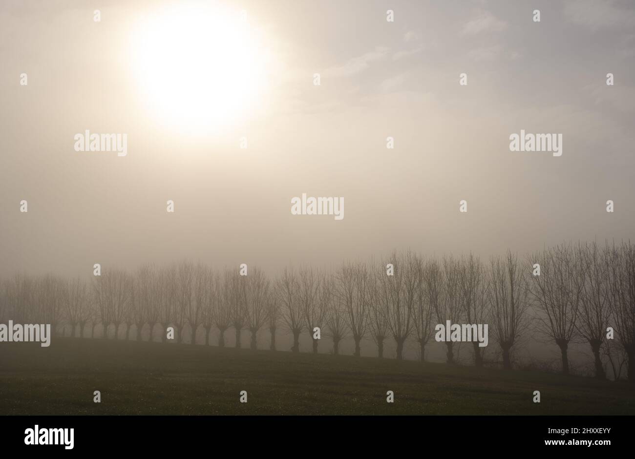 Trees and sun in the Aralar mountain range at dawn, Navarre Stock Photo ...
