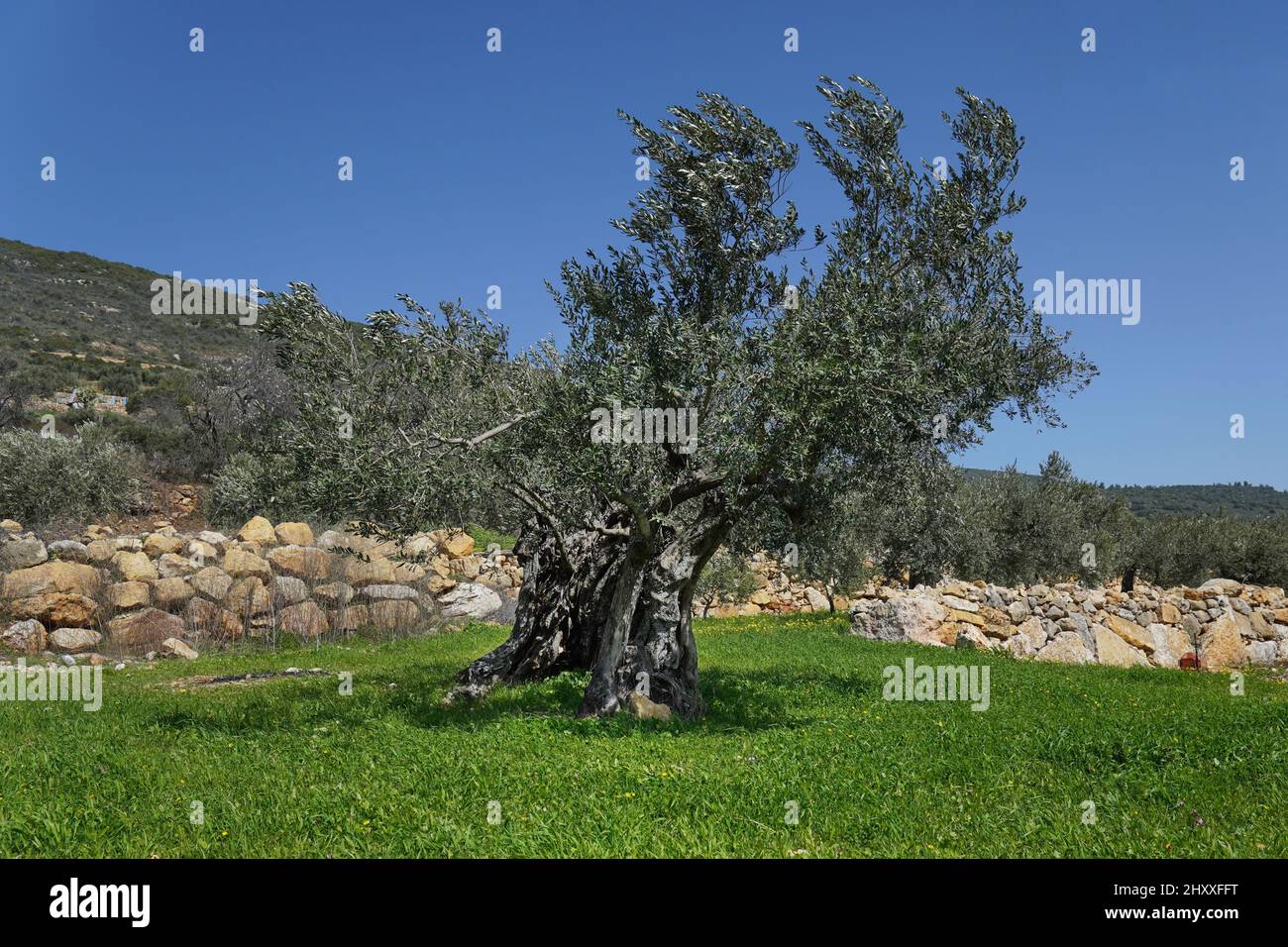 View of olive trees growing in the Galilee, Israel in spring Stock ...