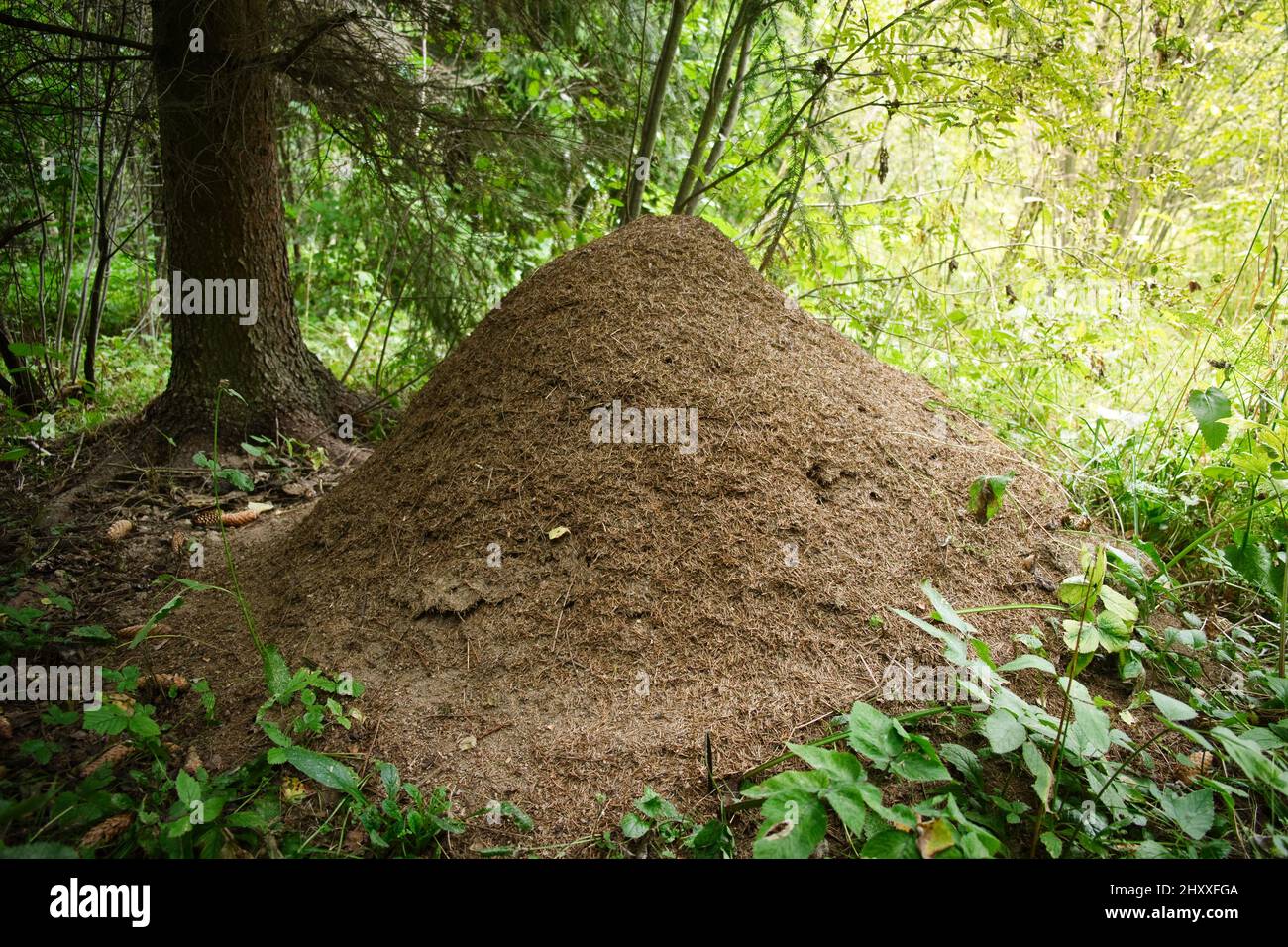 Outdoor insect hi-res stock photography and images - Alamy