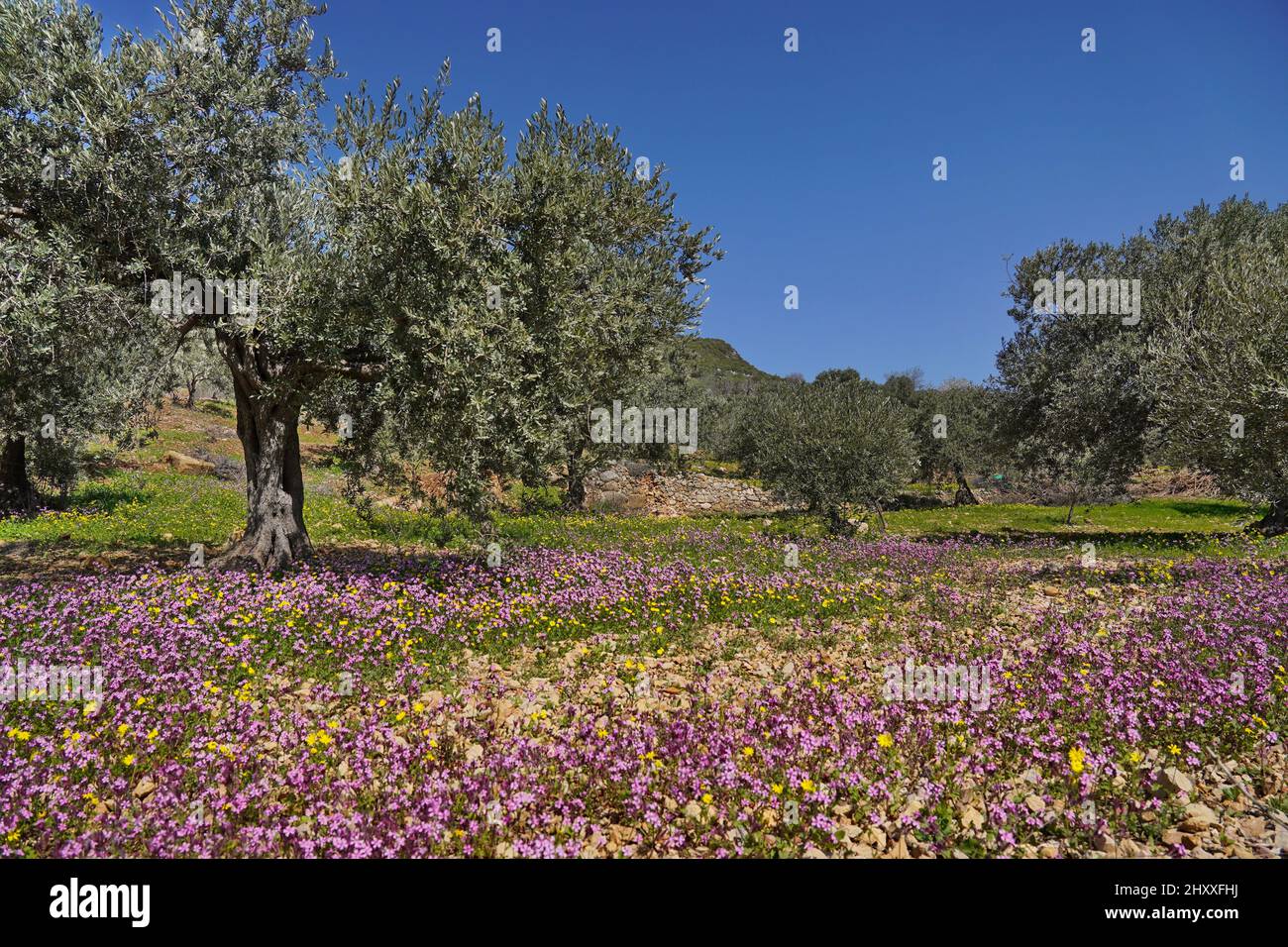 View of a beautiful garden with olive trees and wild flowers growing in ...