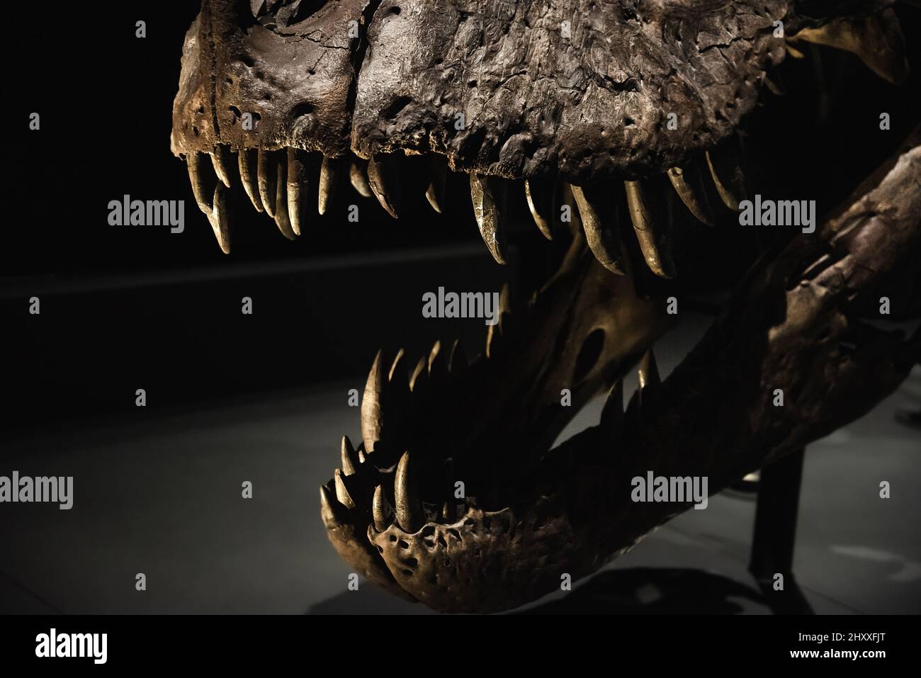 Close-up shot of dinosaur fossils on a black background Stock Photo - Alamy