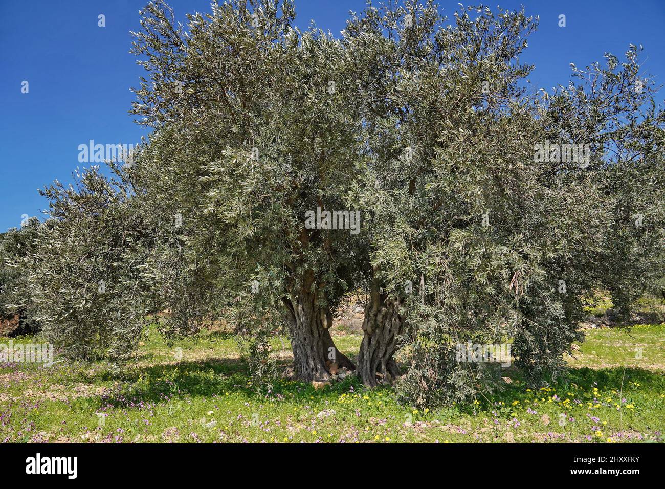 View of a beautiful garden with olive trees growing in Galilee, Israel ...