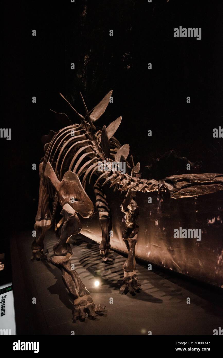 Vertical shot of dinosaur fossils on a black background Stock Photo - Alamy