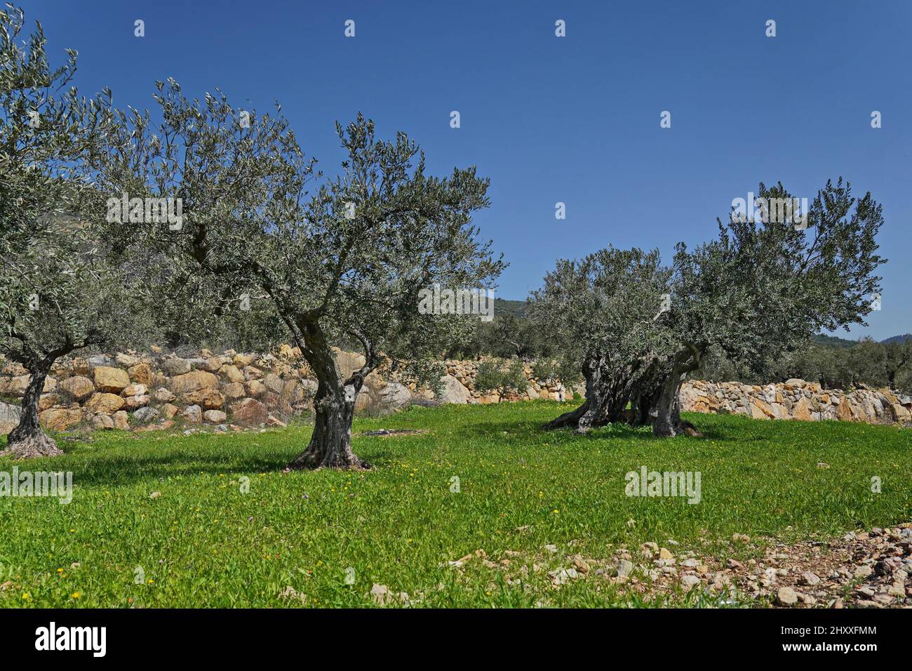 View of a beautiful garden with olive trees growing in Galilee, Israel ...