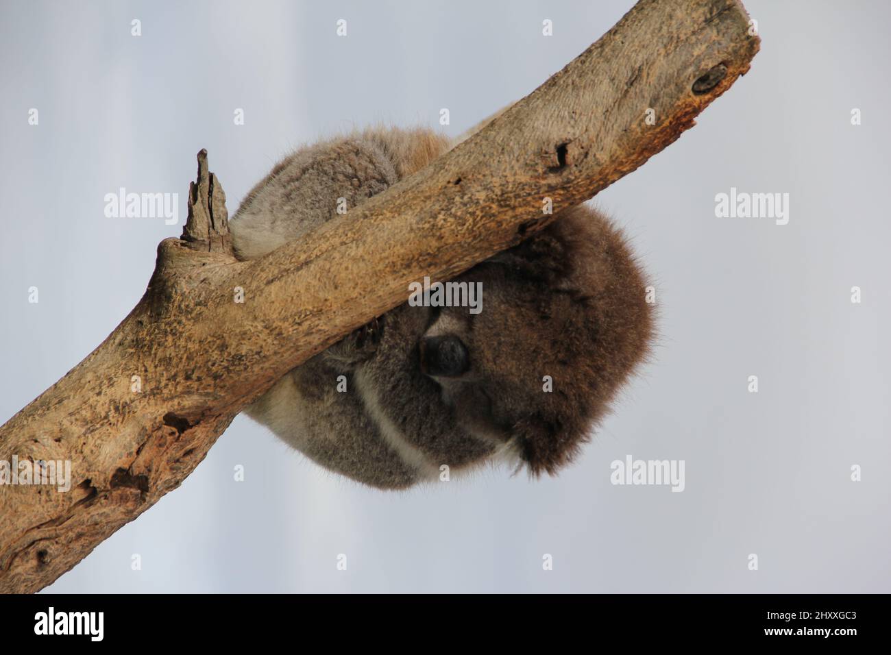 Vertical shot of a small cute koala sleeping on a tree Stock Photo - Alamy