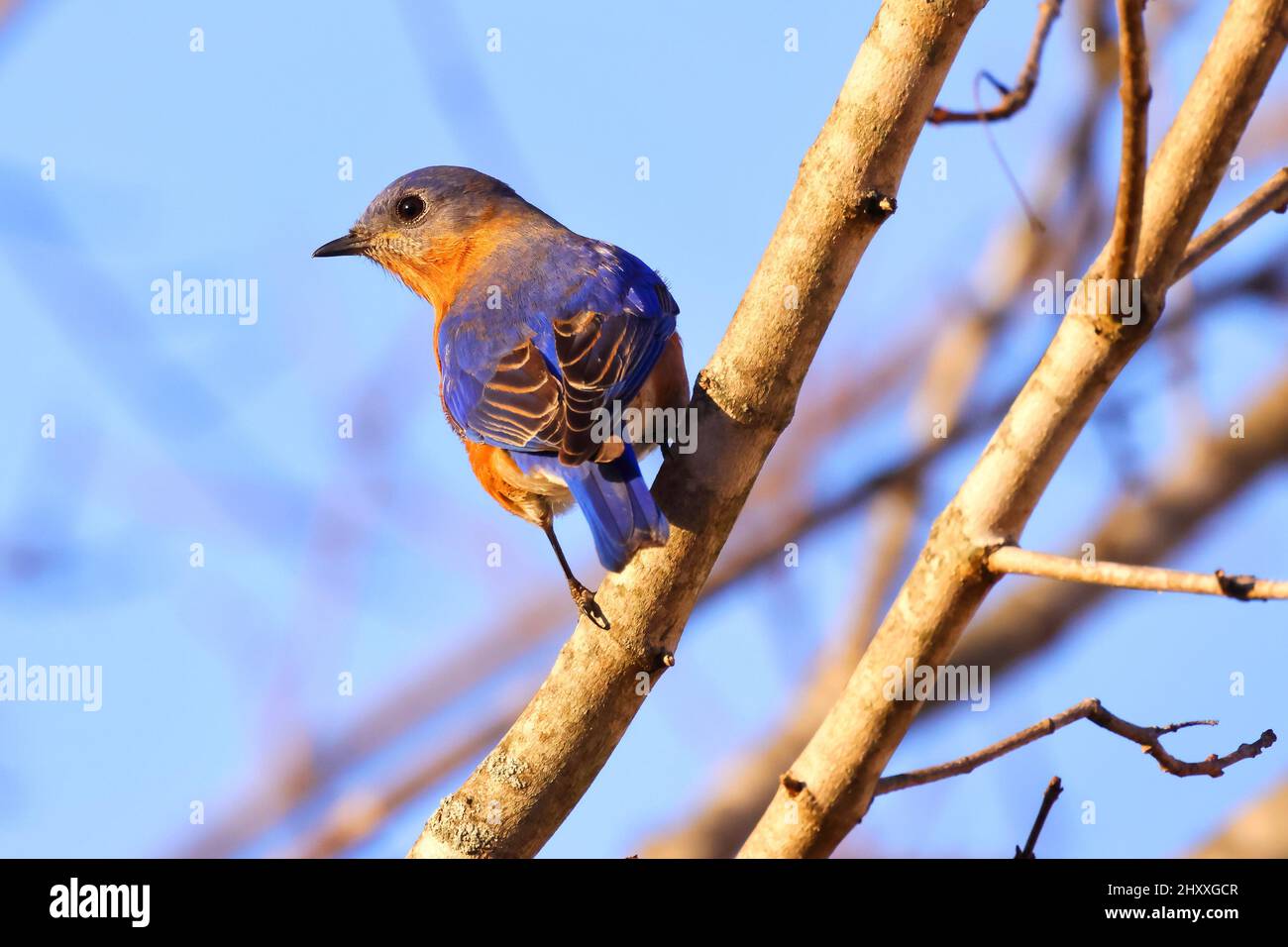 Eastern bluebird (Sialia sialis) is a small North American migratory ...