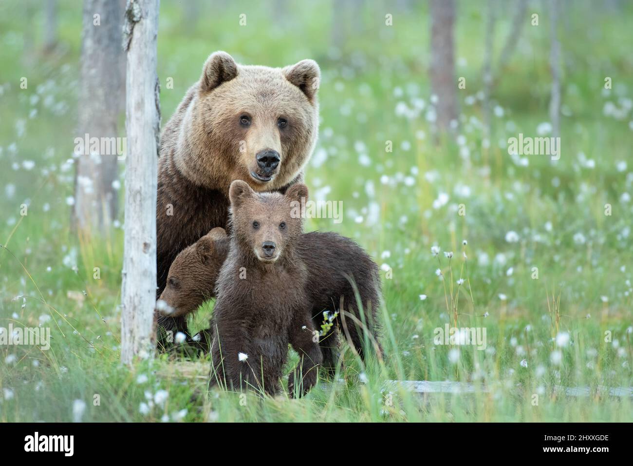 Brown bear mother and her small cubs carefully watching surroundings on ...