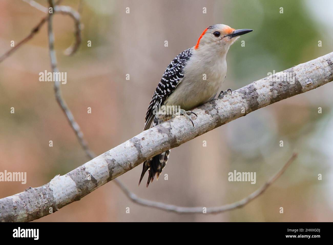 Picidae family hi-res stock photography and images - Alamy