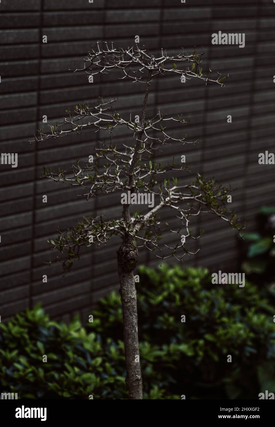 A vertical shot of a small tree growing in a garden Stock Photo - Alamy