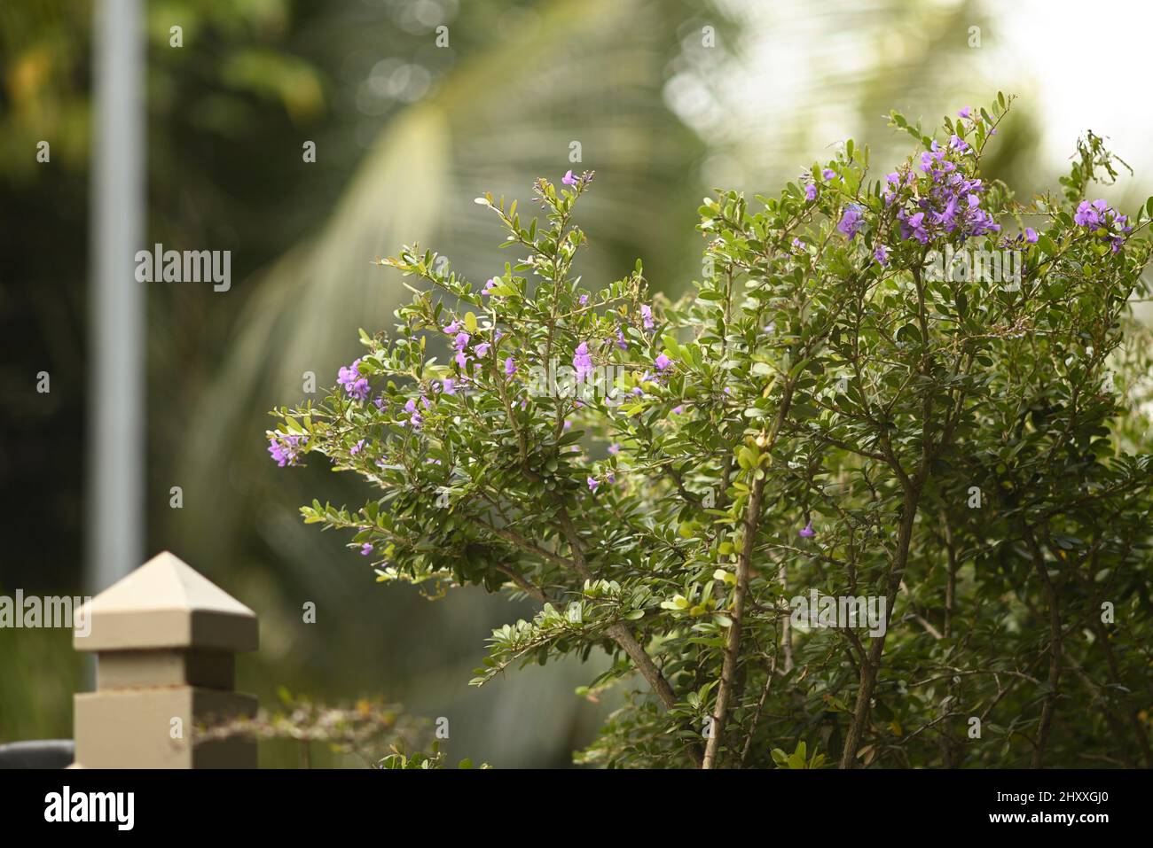 Beautiful view of shrubs with purple flowers in a garden Stock Photo ...