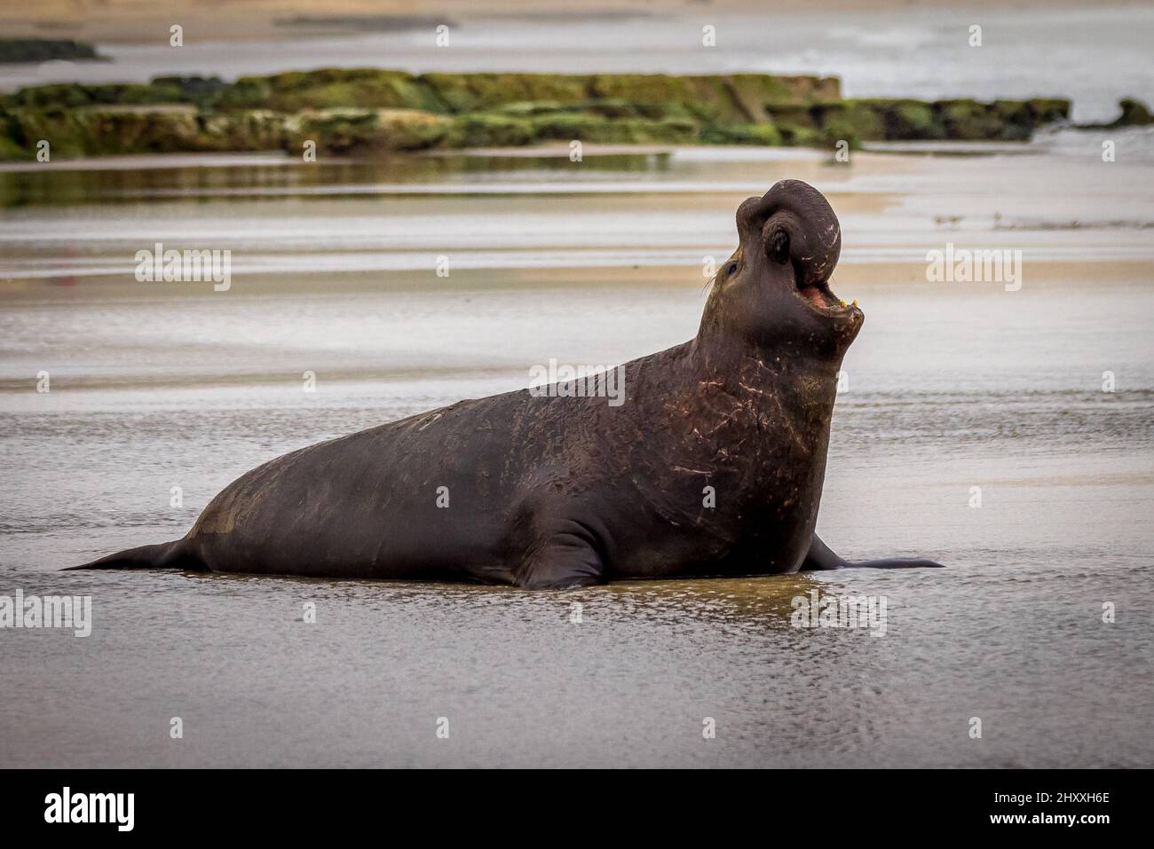 The elephant seal on the coast of the sea at Point Reyes National ...