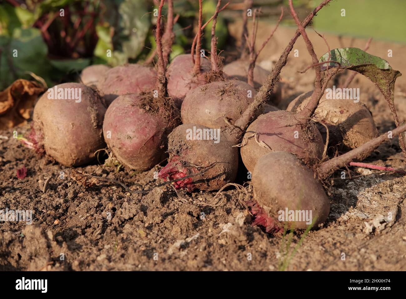 Beets growing in ground garden hi-res stock photography and images - Alamy