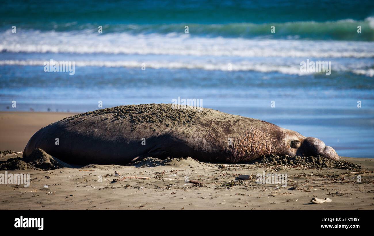 Elephant seal sleeping on Drakes beach in Point Reyes National Seashore ...