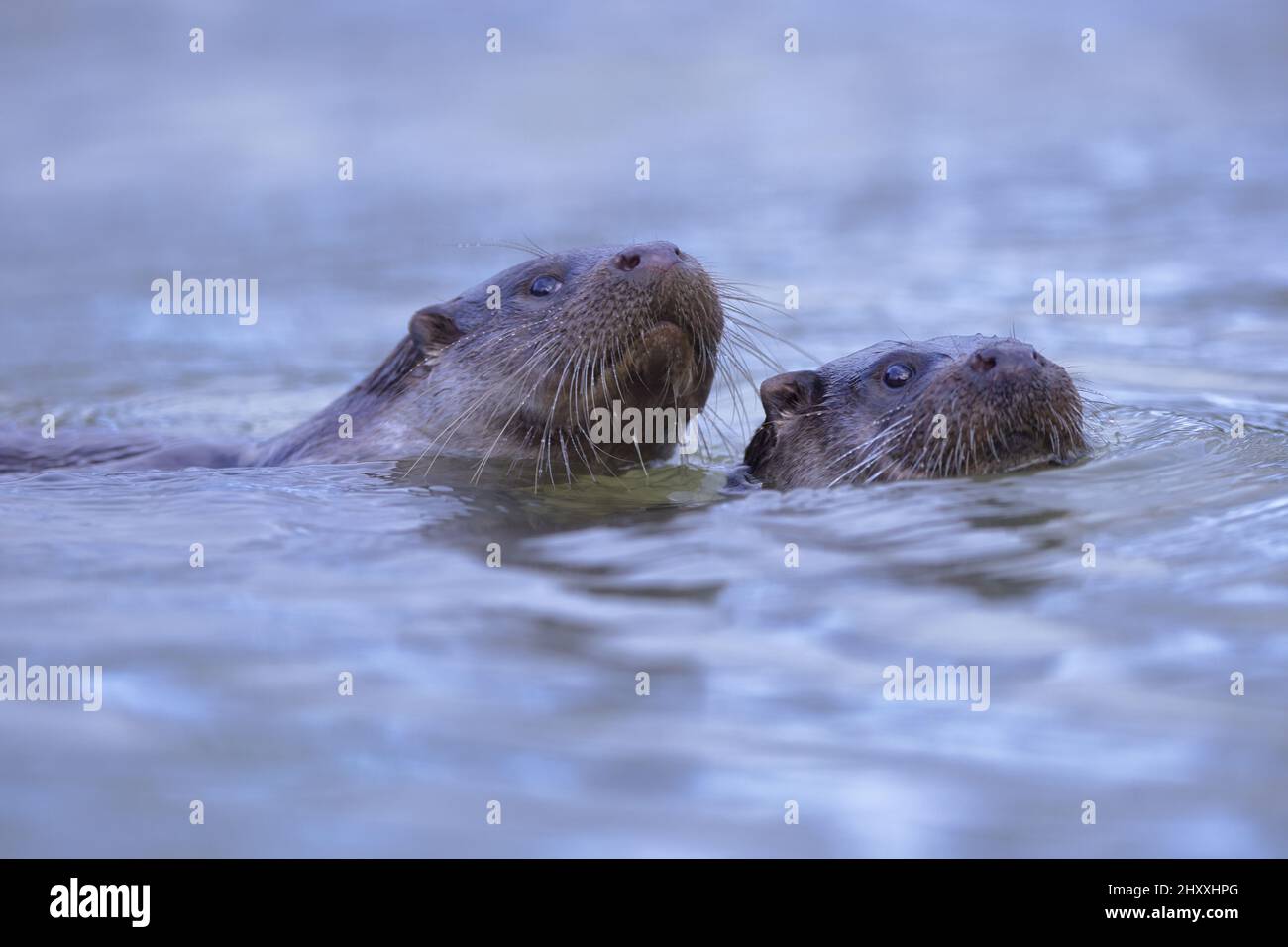 The Eurasian otter, also known as the European otter, Eurasian river ...