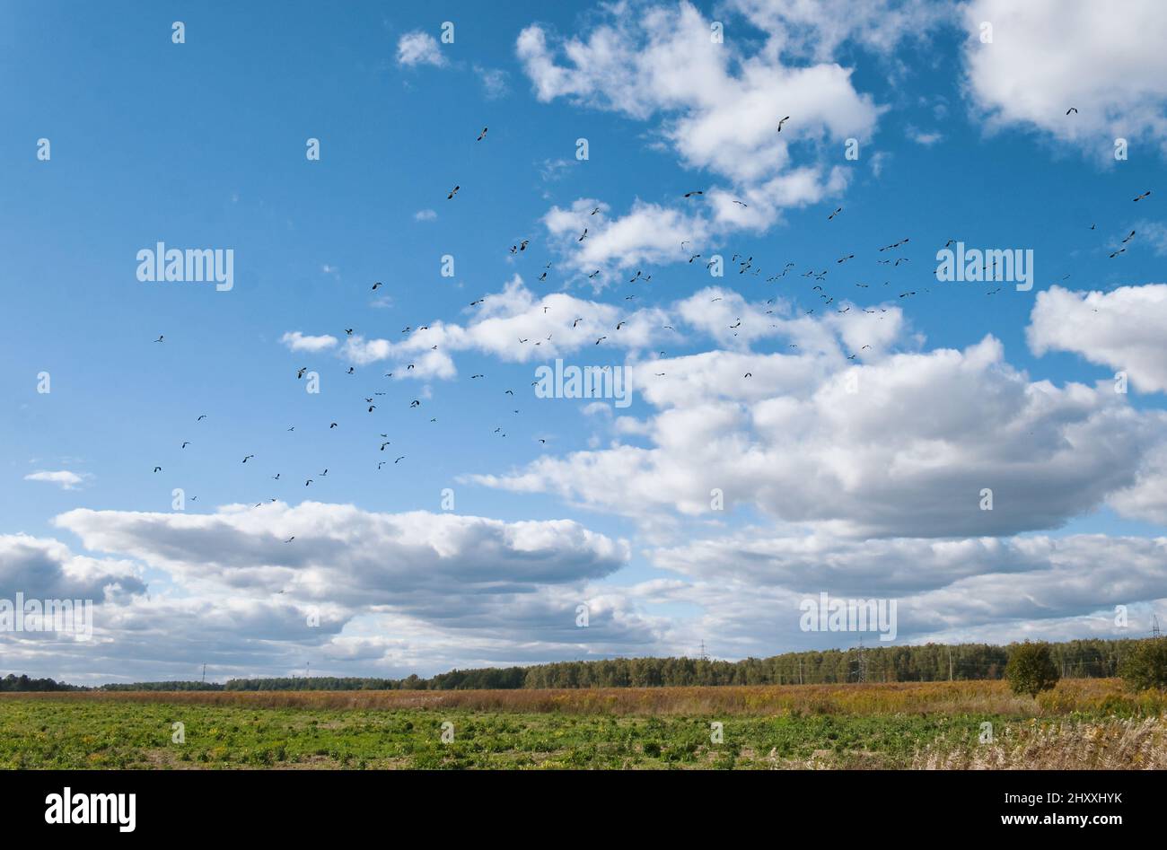 Large flock of birds flies in the sky with clouds over the field at ...