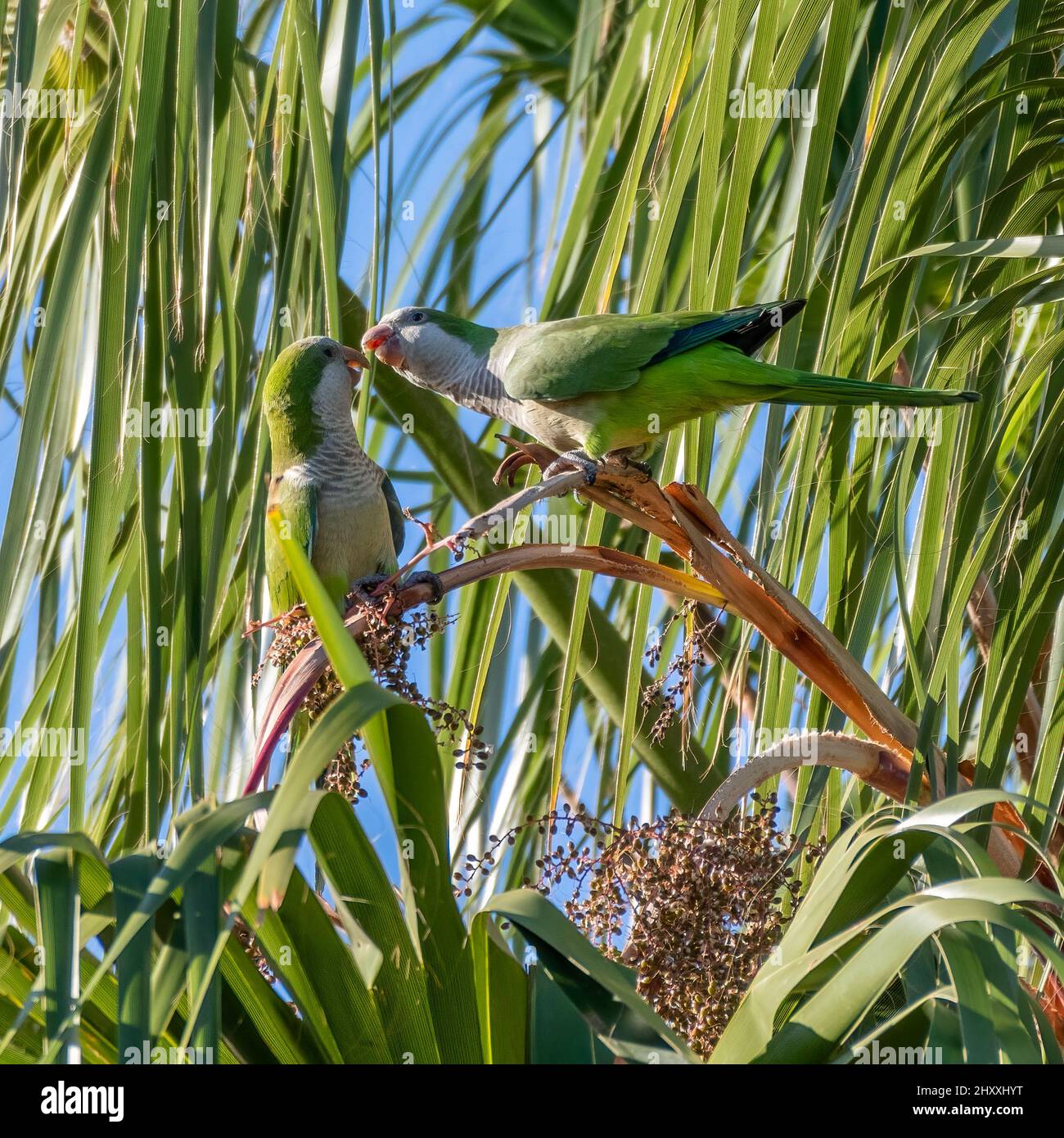 Monk plant hi-res stock photography and images - Alamy