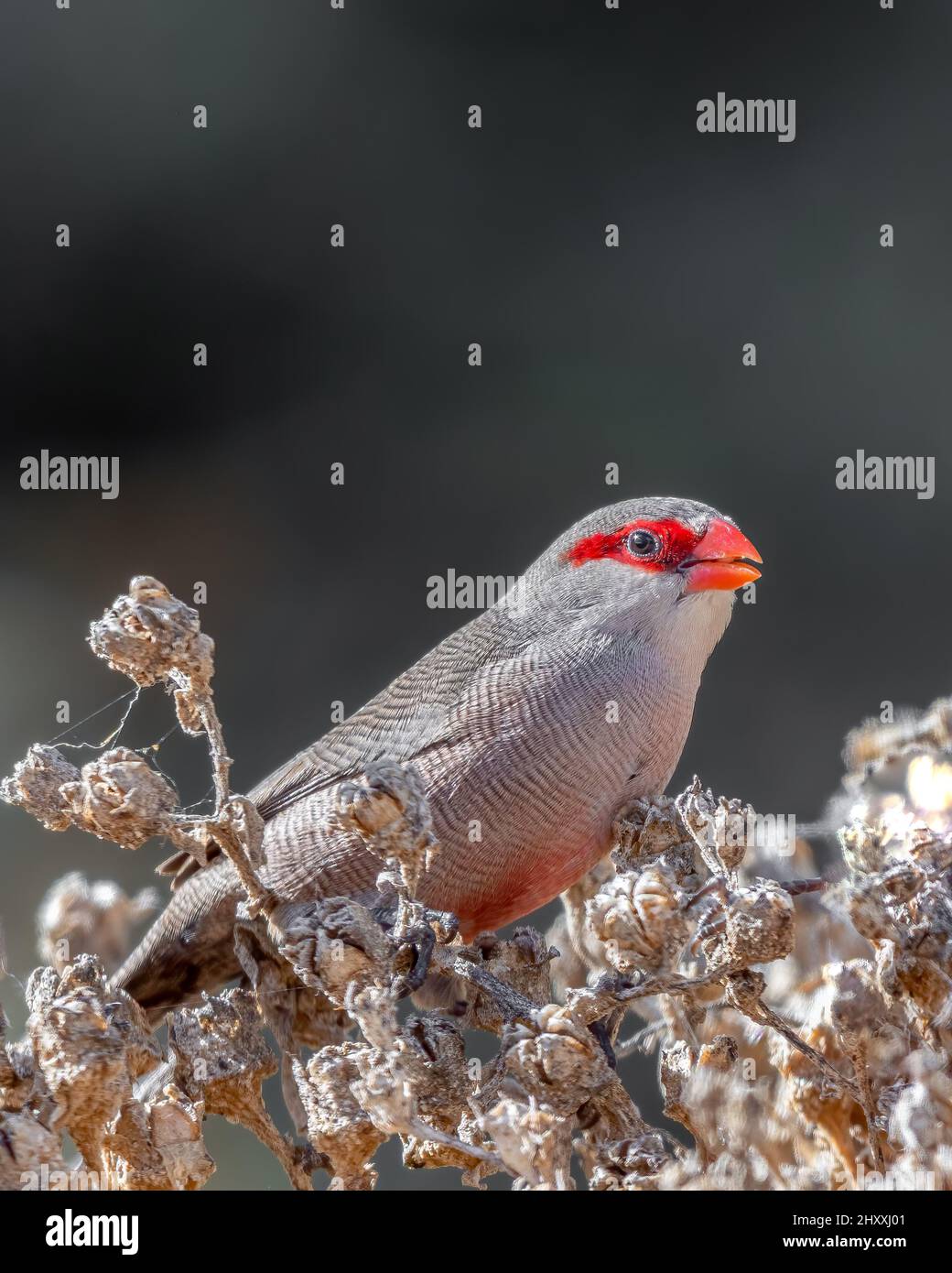 Vertical shot of a common waxbill bird perched on bushes Stock Photo ...