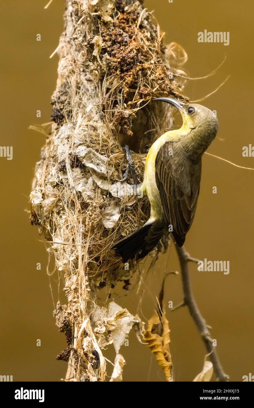 Vertical shot of a purple sunbird female in Dhaka botanical garden in ...
