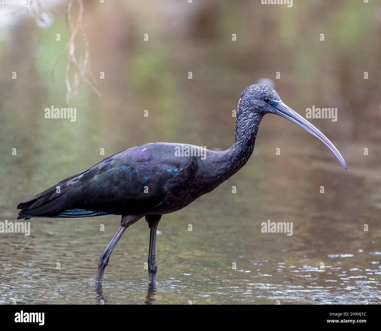 Black ibis bird perched by the lake Stock Photo - Alamy