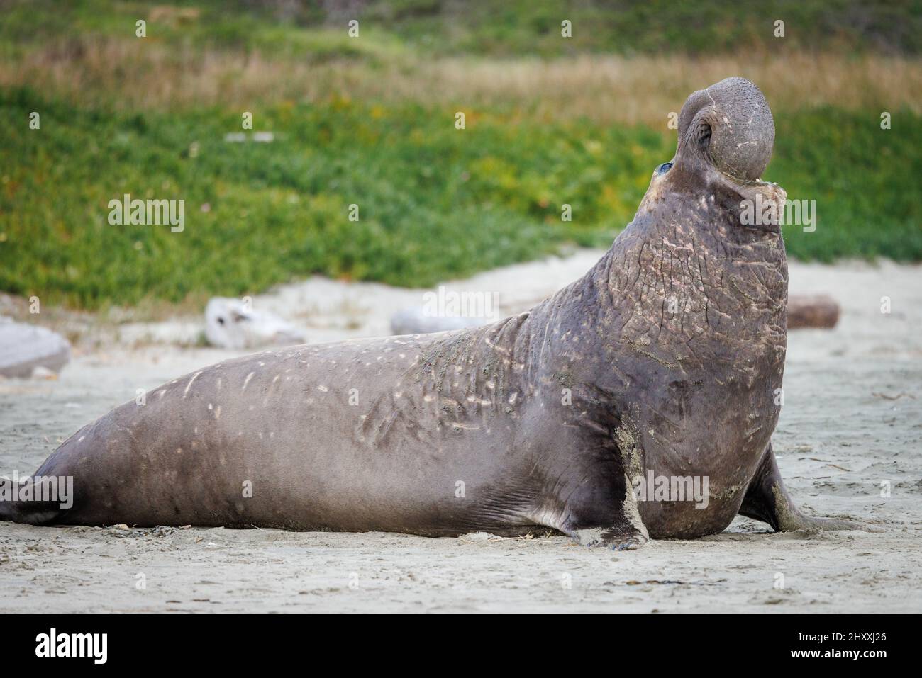 Elephant seal on the coast of the sea at Point Reyes National Seashore ...