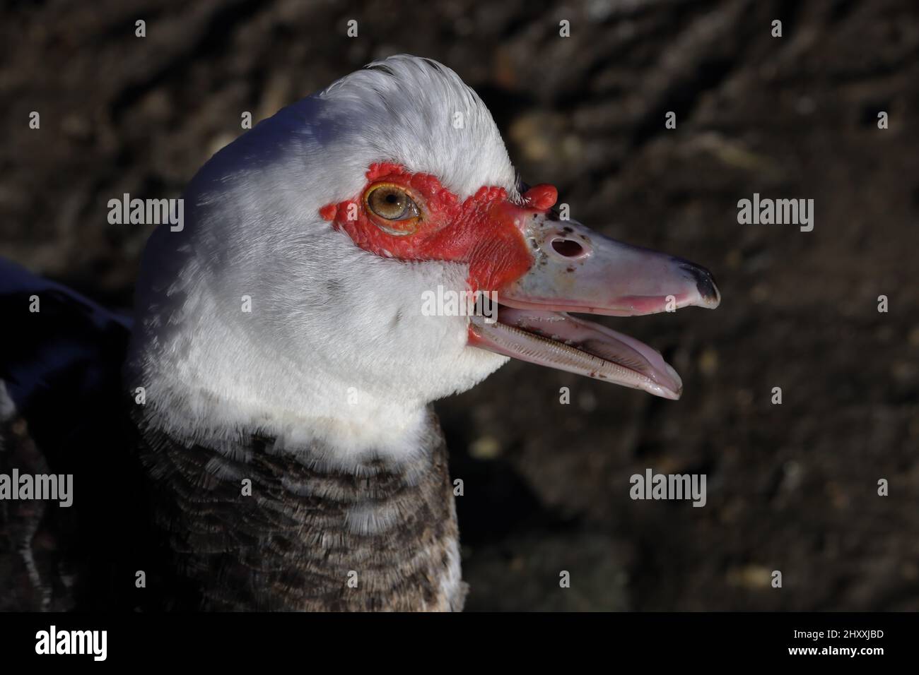 The Muscovy duck is a large duck native to the Americas Stock Photo - Alamy