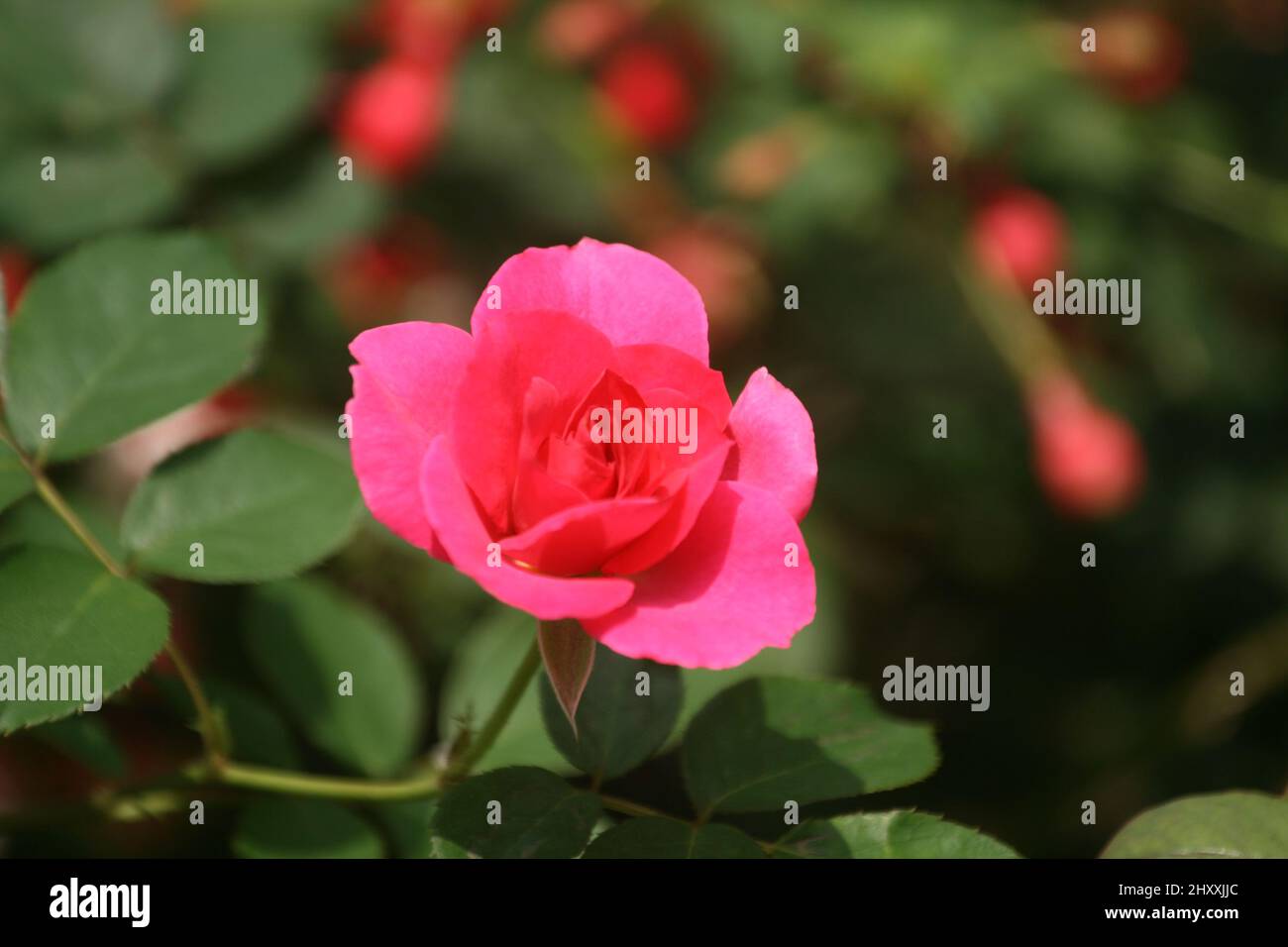 Selective focus of a Floribunda (rose Stock Photo - Alamy
