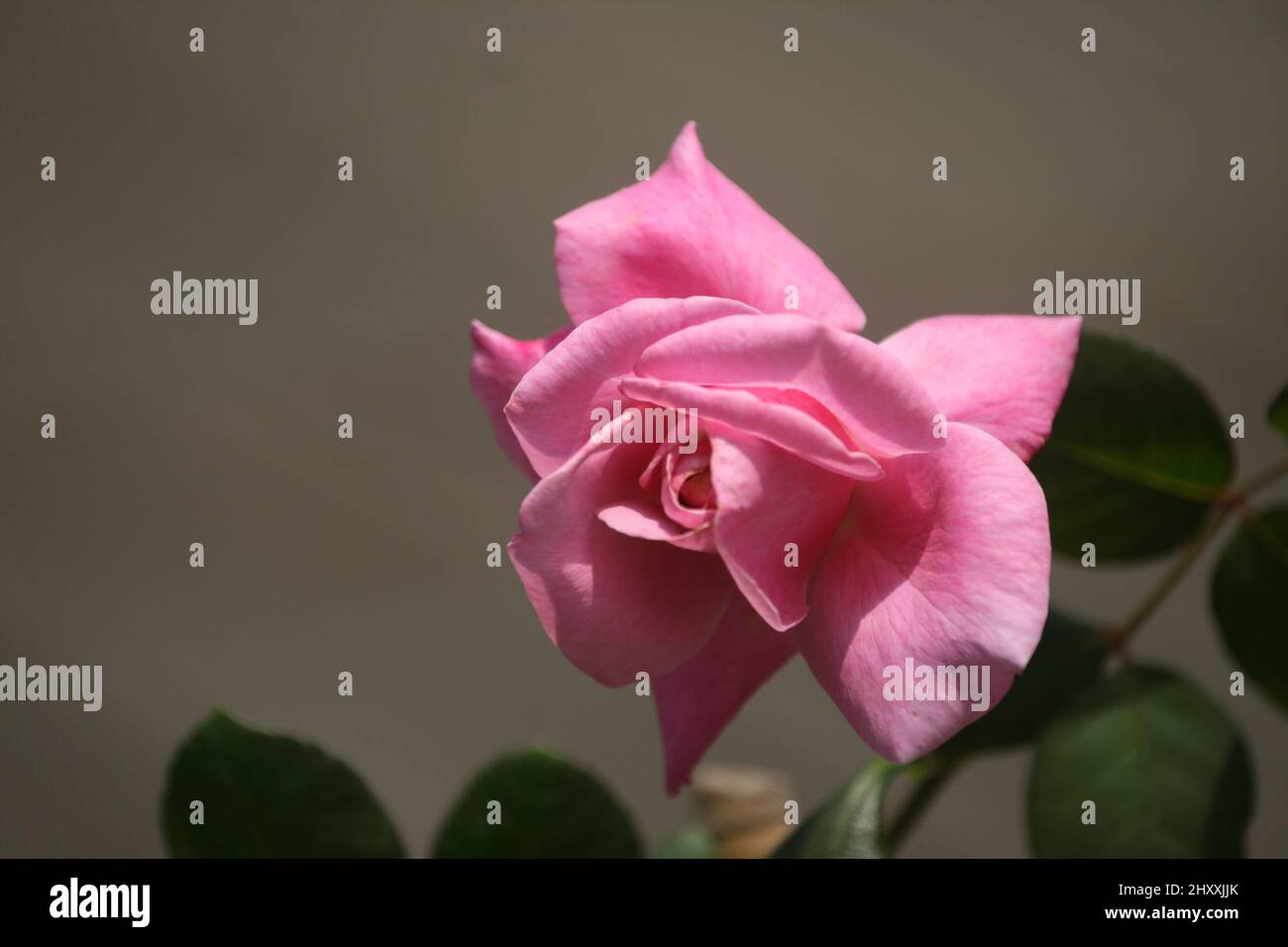Selective focus of a pink rose Stock Photo - Alamy