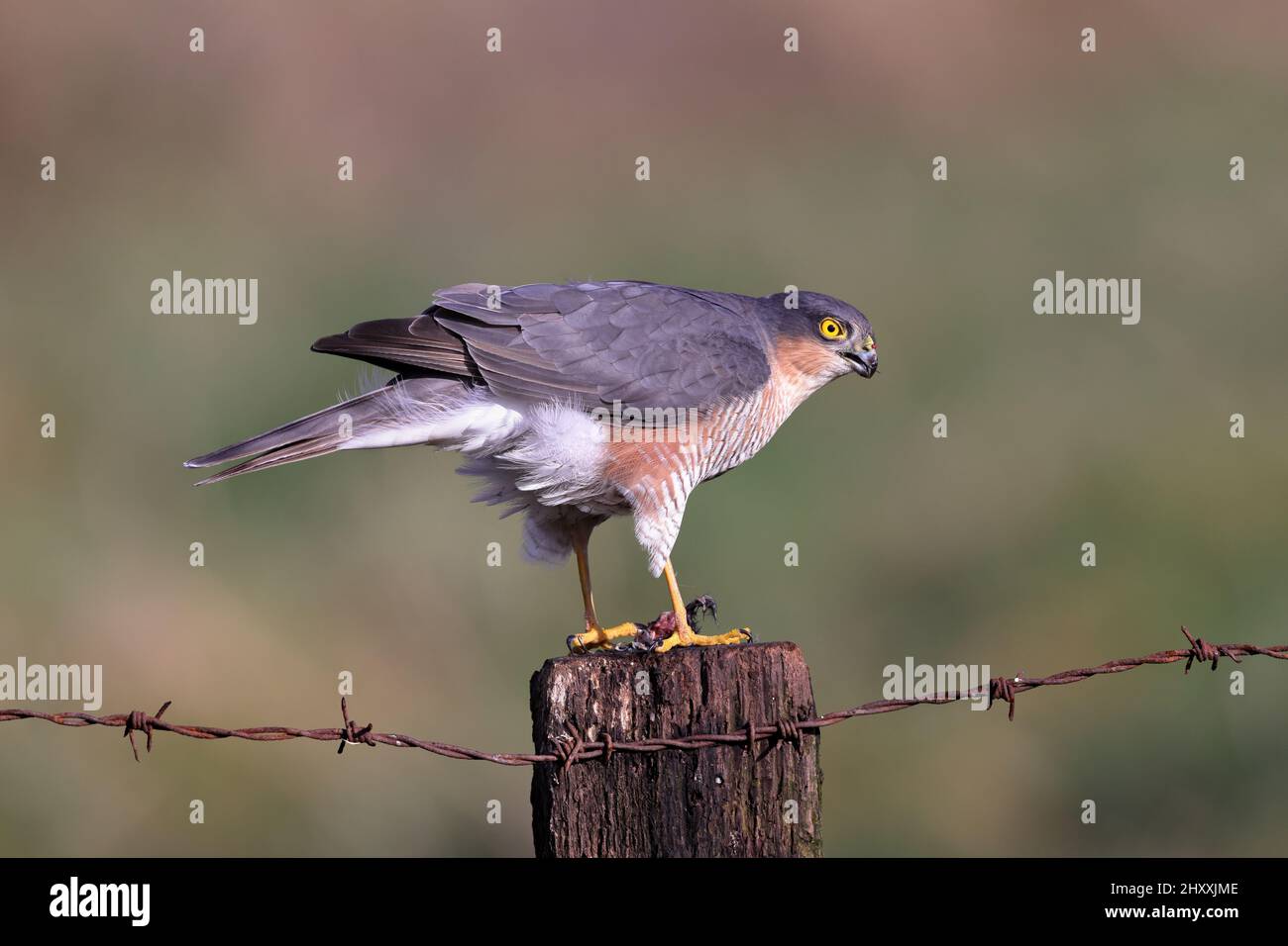 Male sparrowhawk hunting hi-res stock photography and images - Alamy