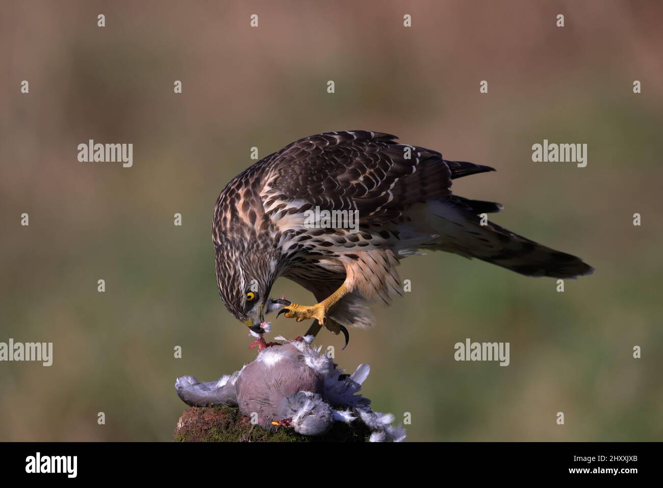 The northern goshawk is a species of medium-large raptor in the family ...