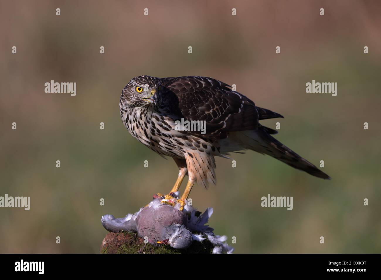 The northern goshawk is a species of medium-large raptor in the family ...