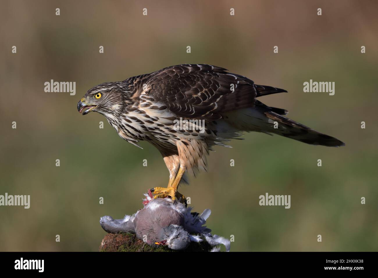 The northern goshawk is a species of medium-large raptor in the family ...