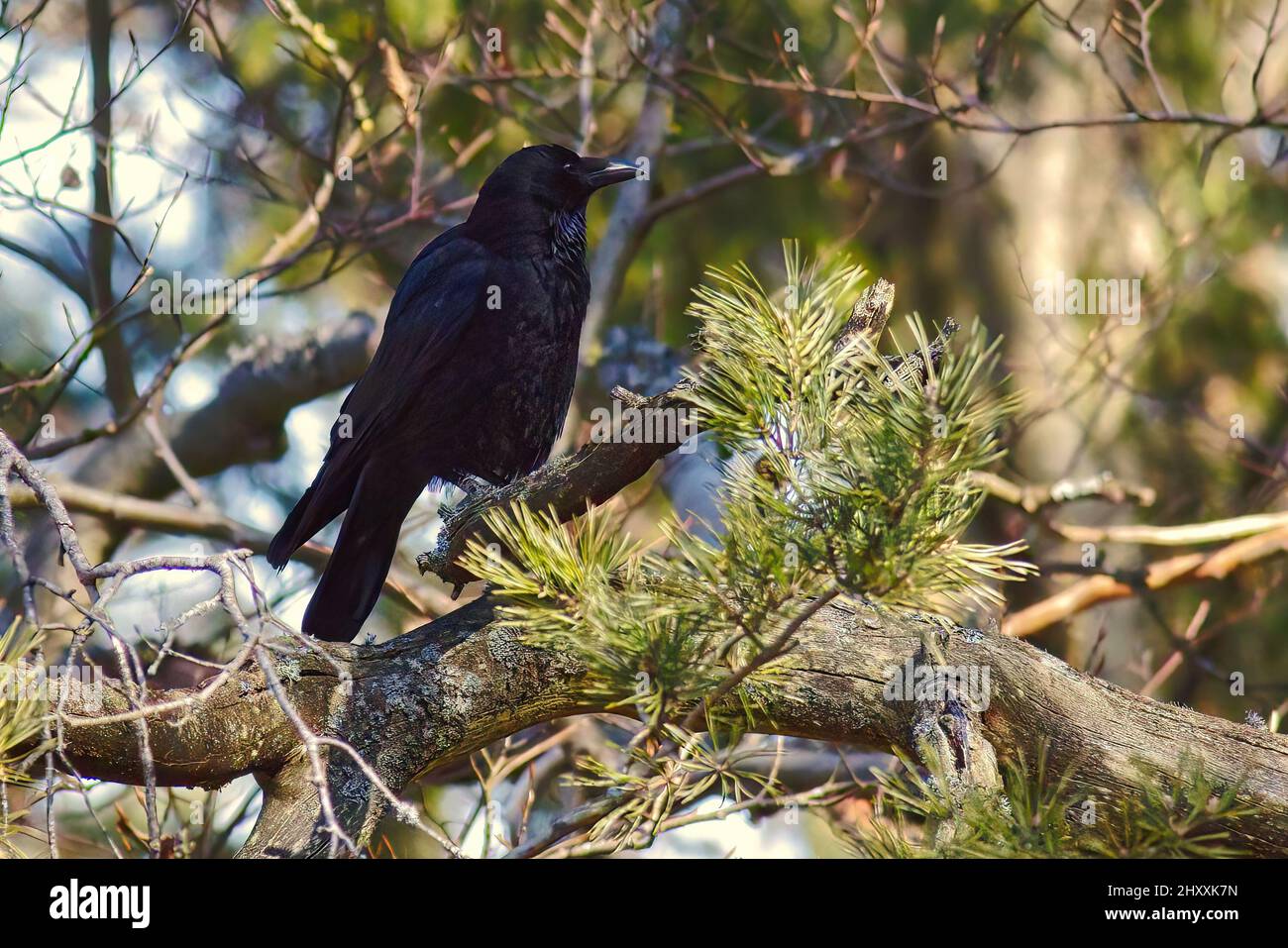 Raven photography hi-res stock photography and images - Alamy