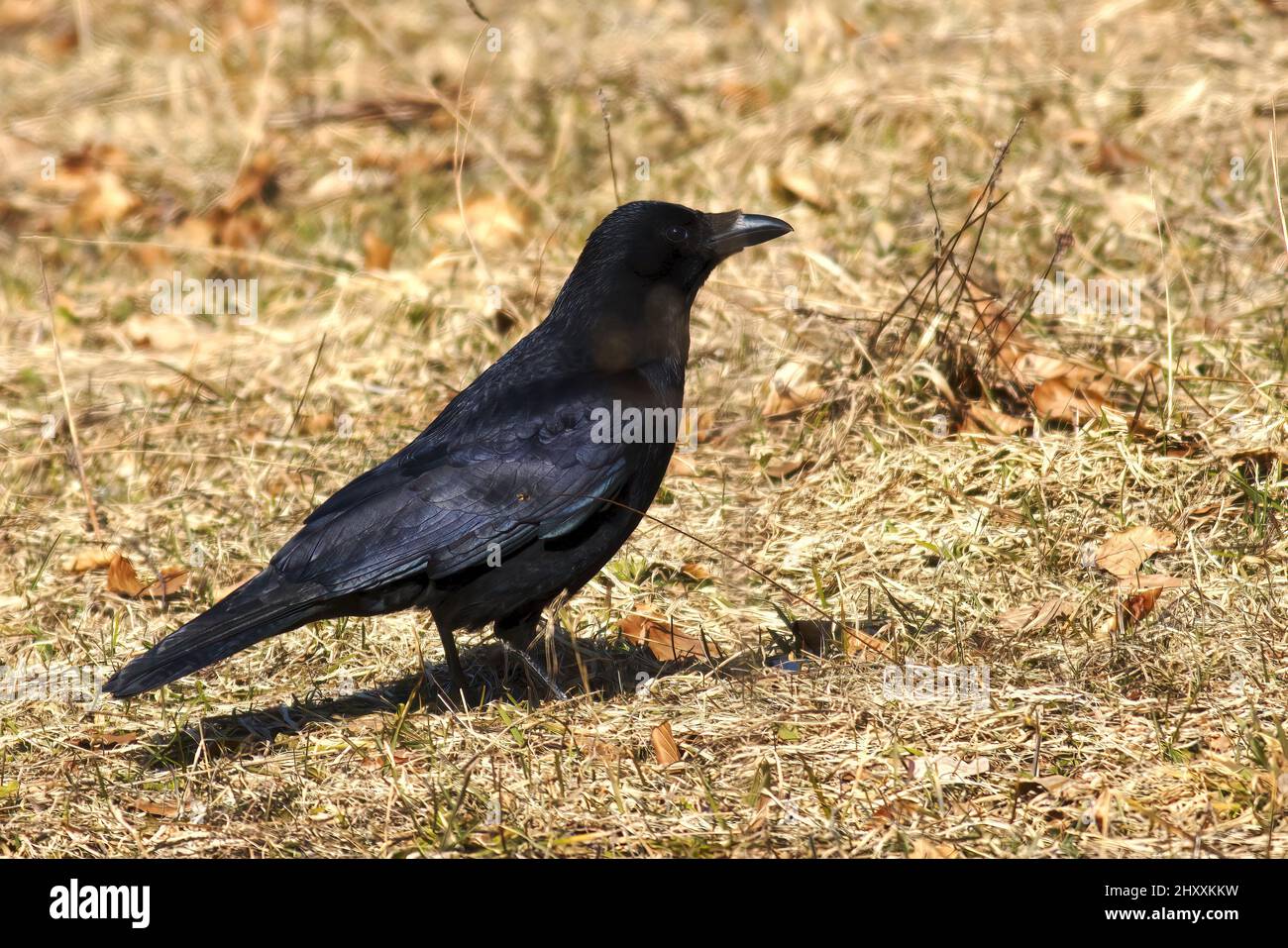 Raven perching hi-res stock photography and images - Alamy