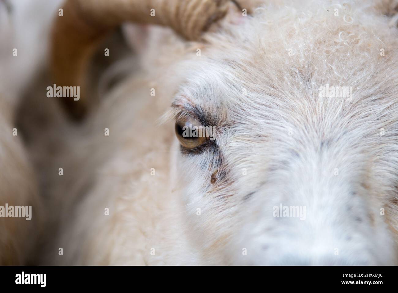 Closeup shot of the white ram eye in the field of Iceland Stock Photo ...