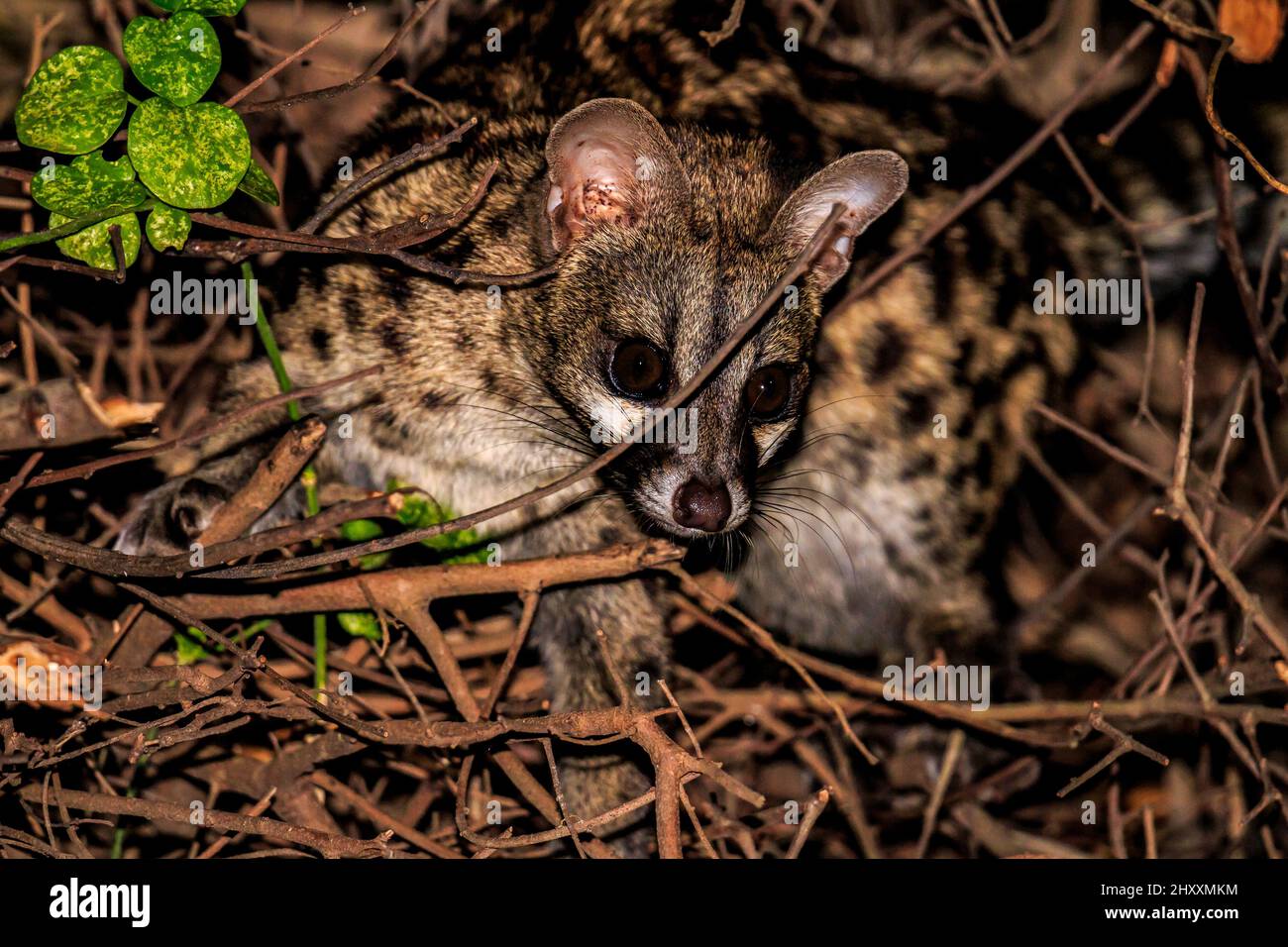 Large spotted genet at night hi-res stock photography and images - Alamy