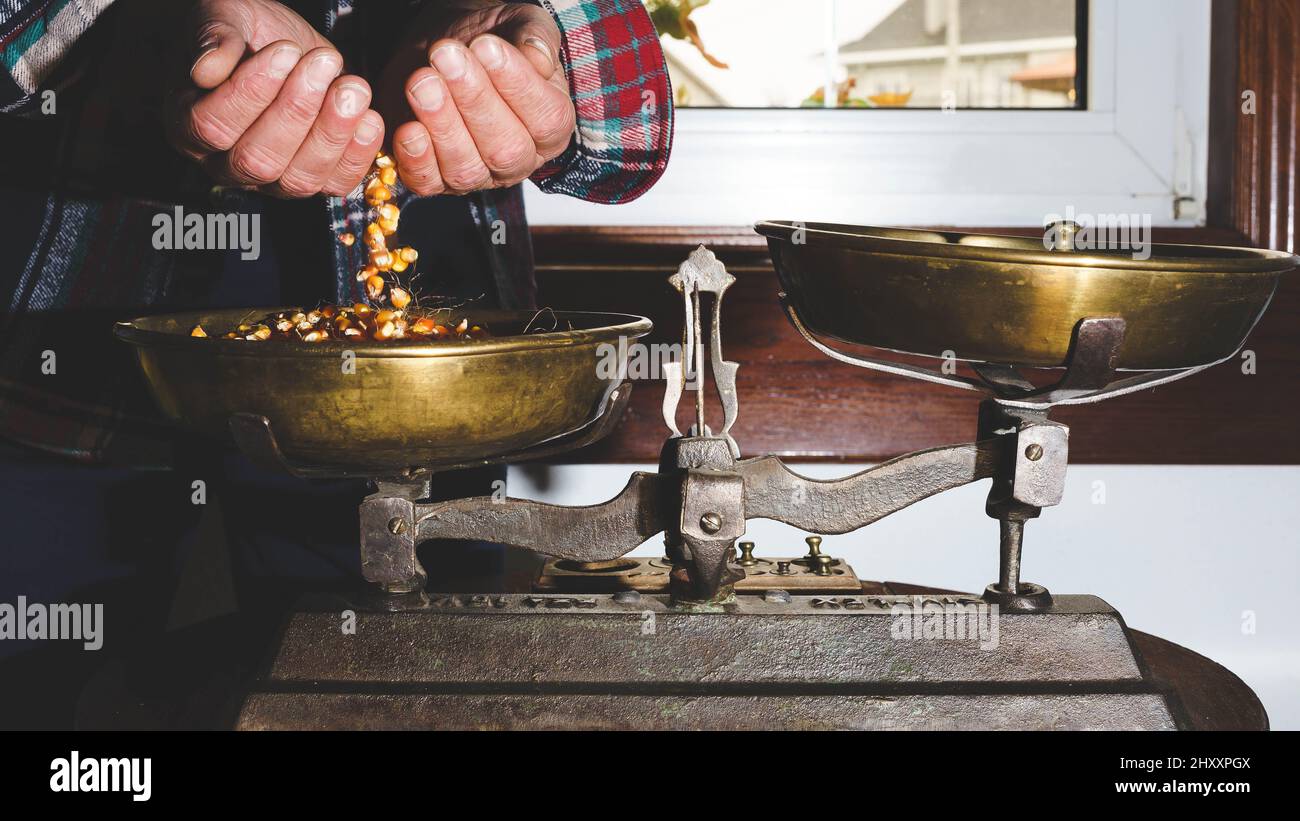 Measure the corn hi-res stock photography and images - Alamy