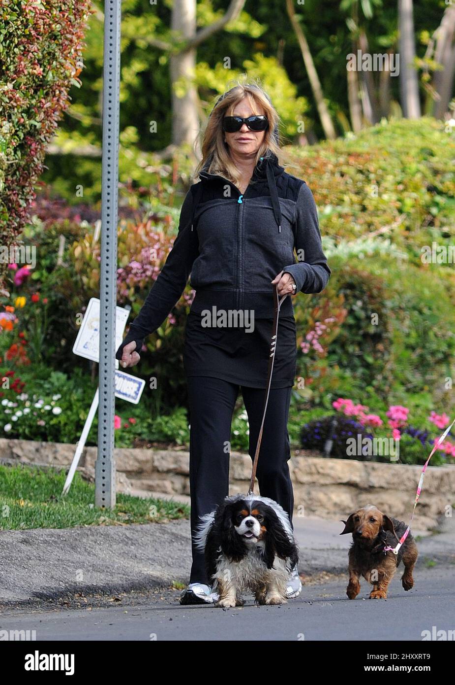 Goldie hawn is seen walking her dogs hi-res stock photography and ...