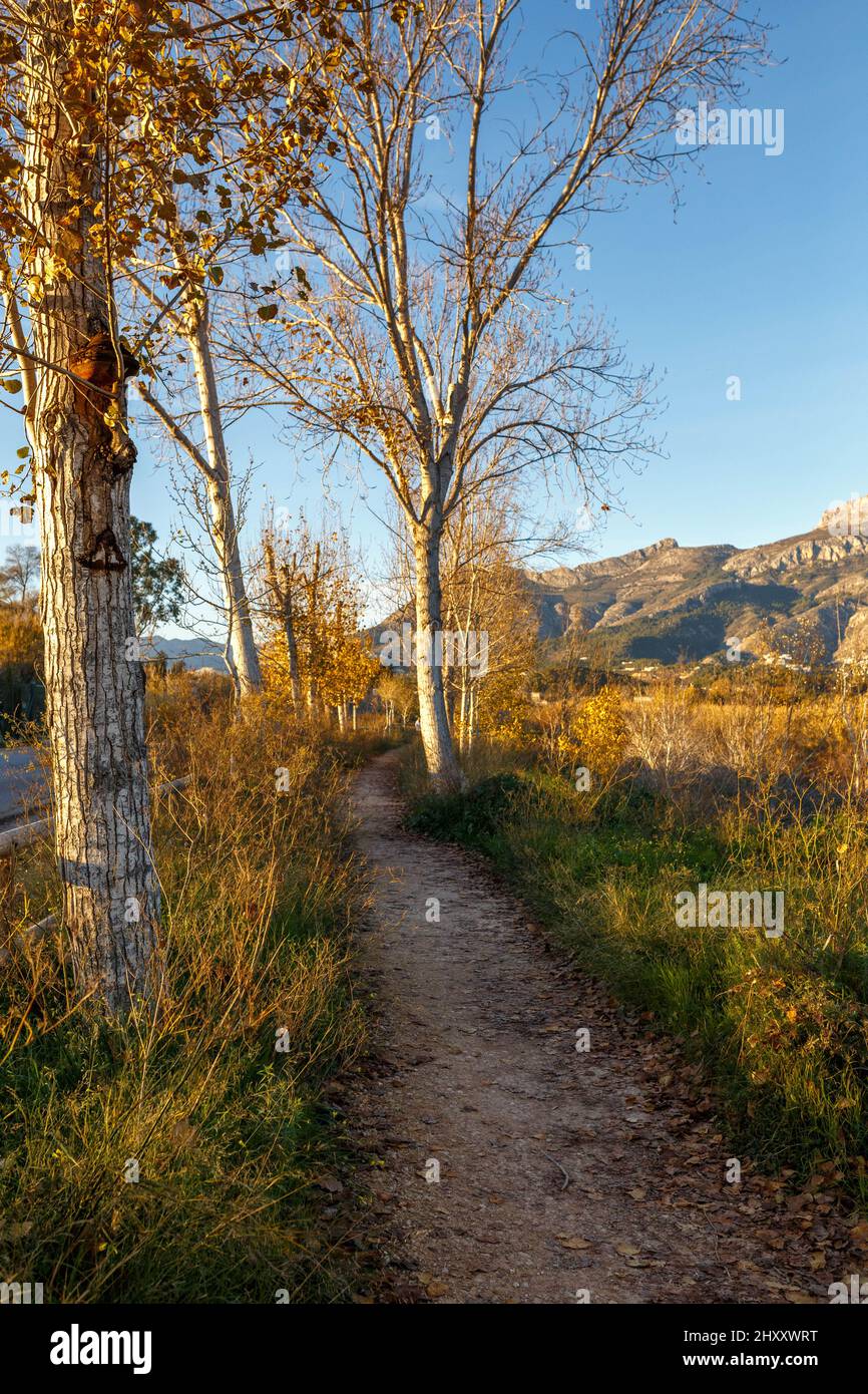 Path in the forest in autumn with leafless dry trees Stock Photo - Alamy