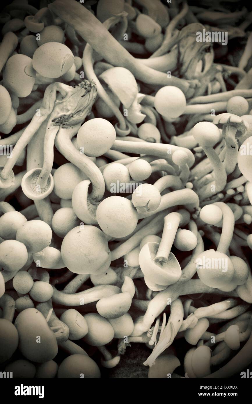 Shimeji mushroom or Beech mushrooms or Alba Clamshell mushrooms in ...