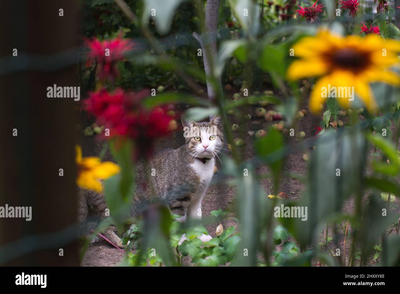 Cat with green eyes staring at the camera with the blurred foreground ...